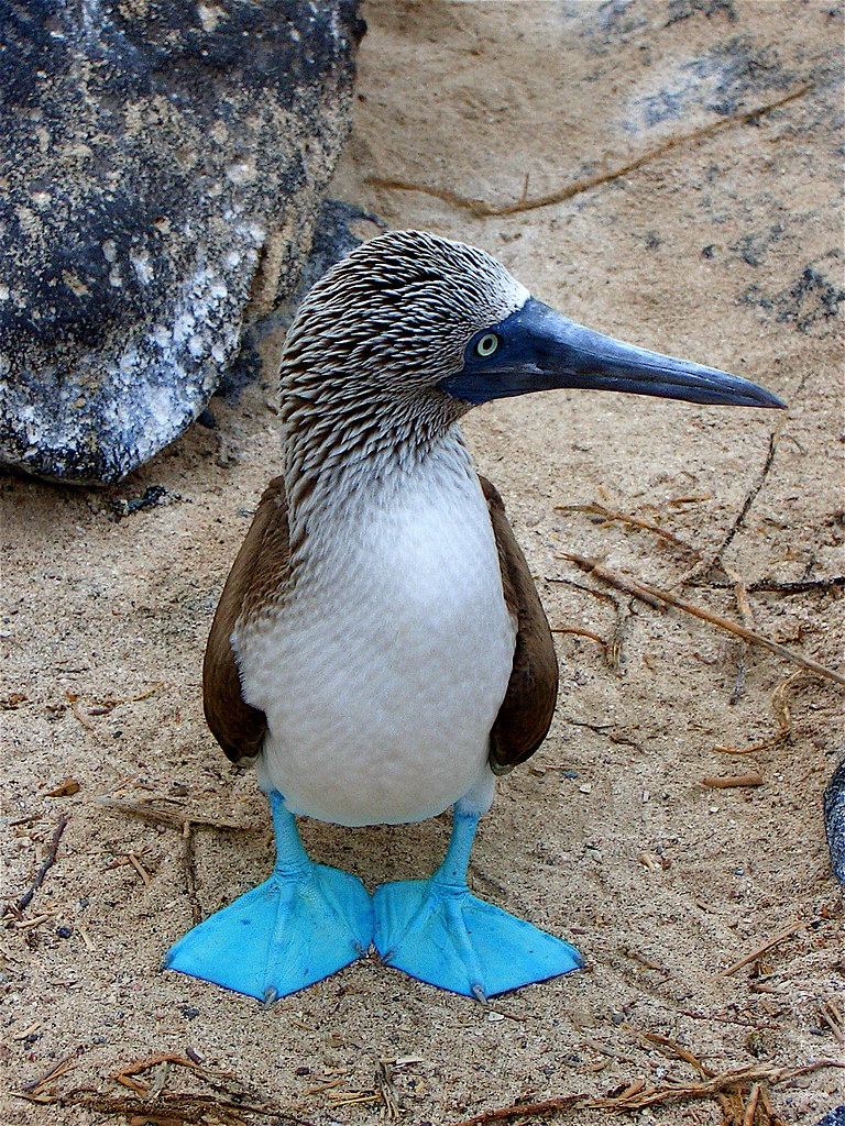 Awkwardly Adorable Blue Footed Boobies 12 Pics awkwardly-adorable-blue-footed-boobies-12-pics