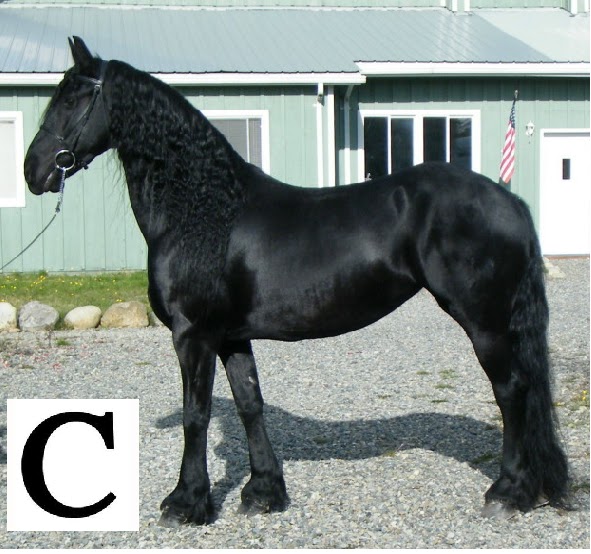 North Horse: Conformation Quiz: Freisian Sport Horses