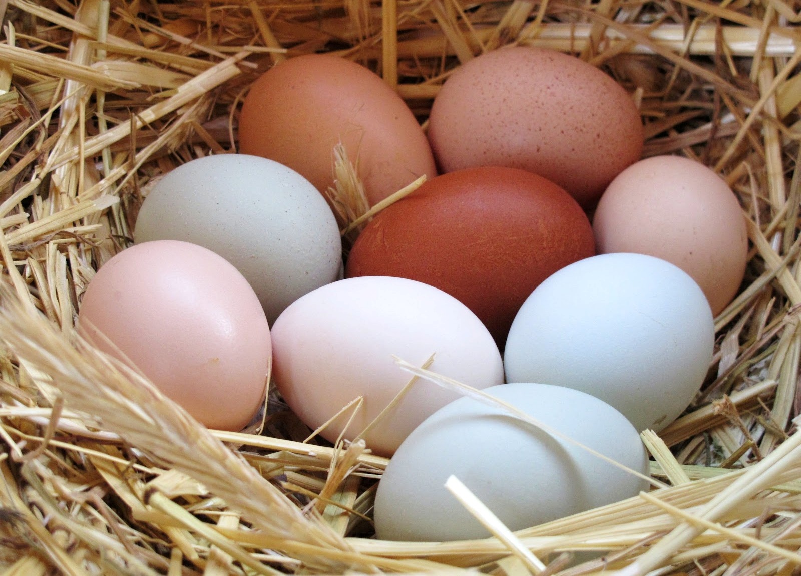 Peluang Usaha Telur Ayam | Distributor Telur Jakarta, Supplier Telur di ... Peluang Usaha Telur Ayam | Distributor Telur Jakarta, Supplier Telur di ...