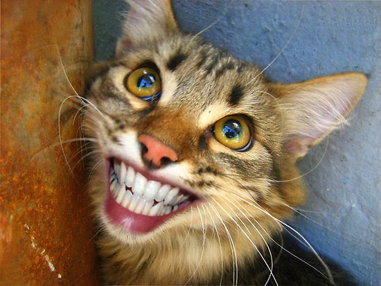 HD Animals: cat smiling