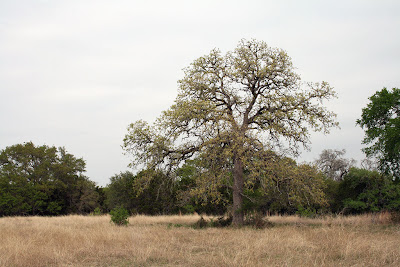 Post Oaks - Mother Nature's Son