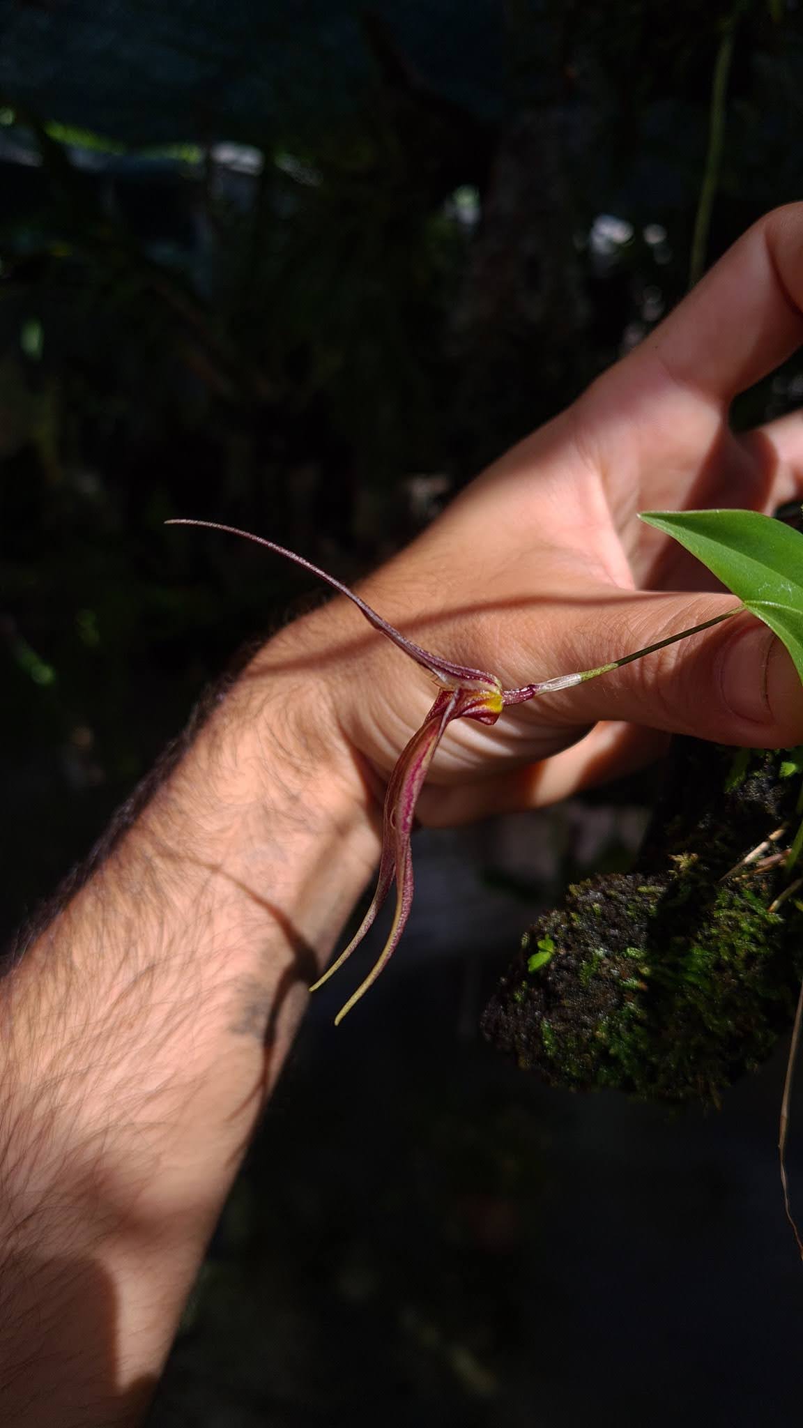 Masdevallia patula Luer & Malo