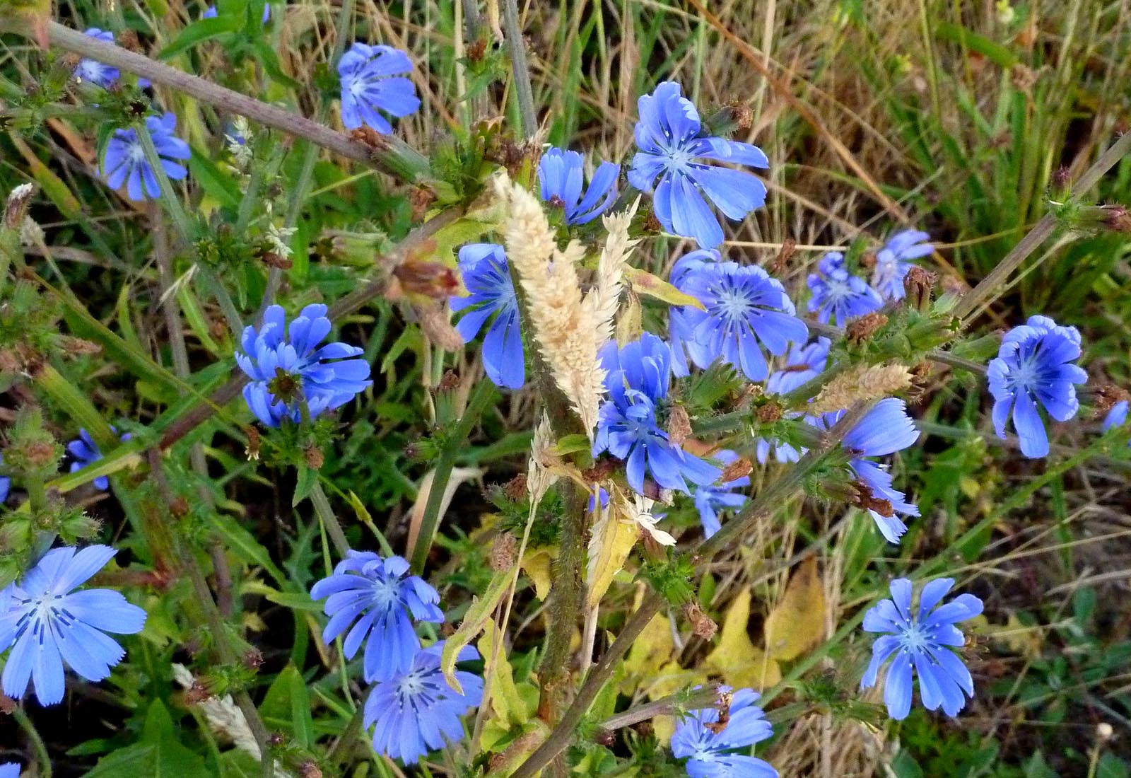 Curly Endive Flowers