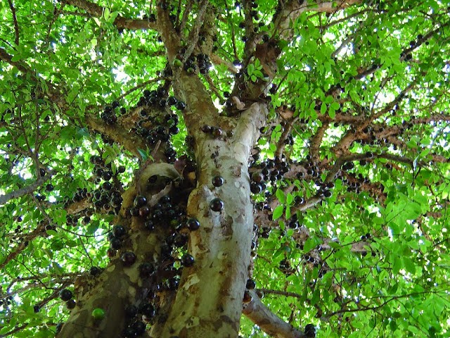 Árboles originarios: el Guapurú