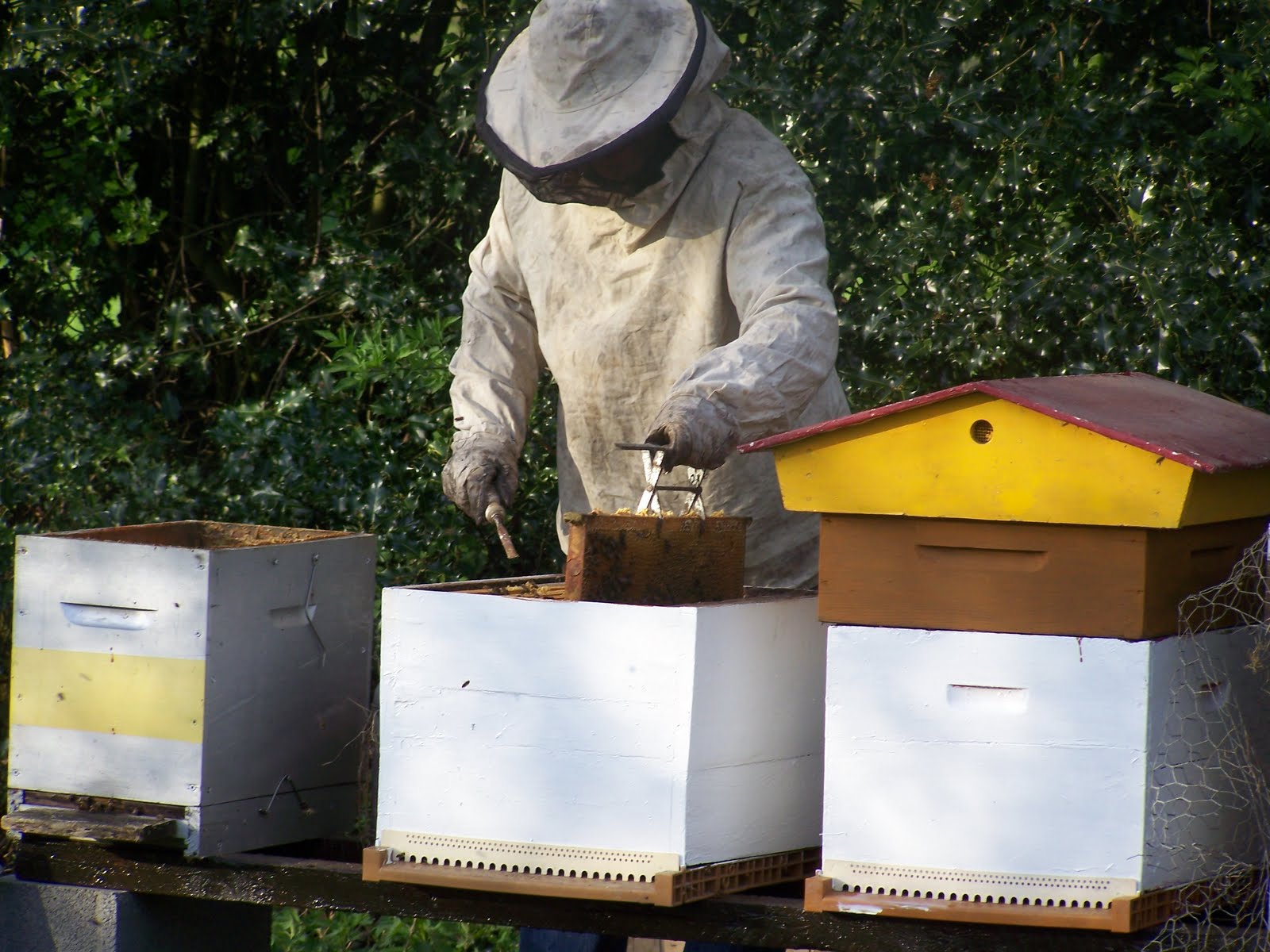 Le Rucher du Faubourg: Notre premier Rucher