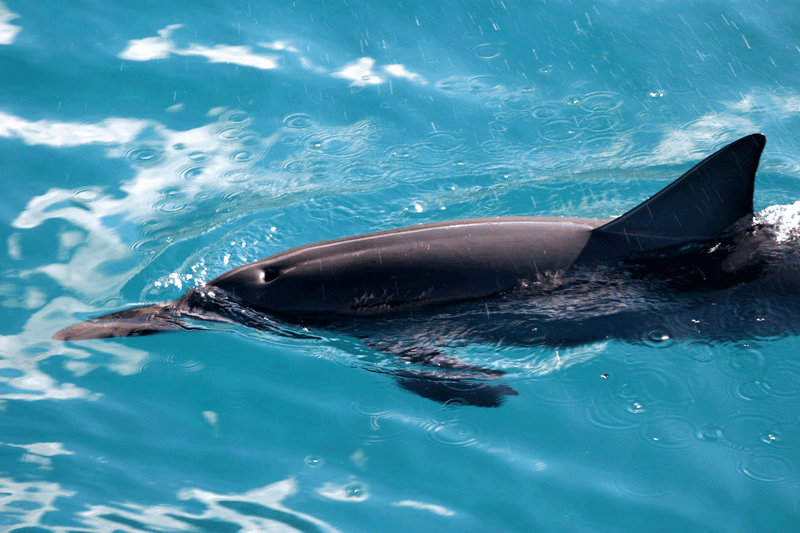 Animals World: dolphins inside water