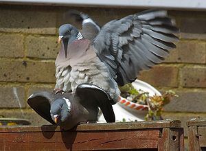 merpati: INFO TENTANG BURUNG MERPATI