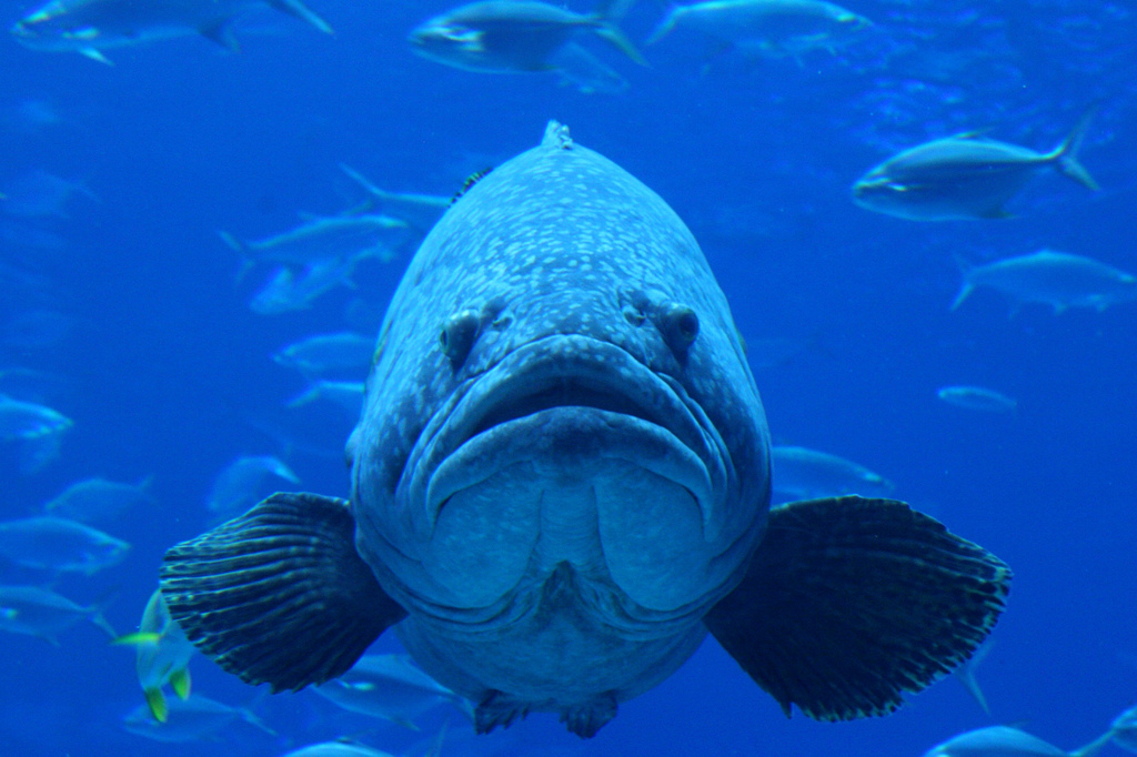 Virginia Tech Ichthyology Class : Groupers Threatened Globally, by Don Orth