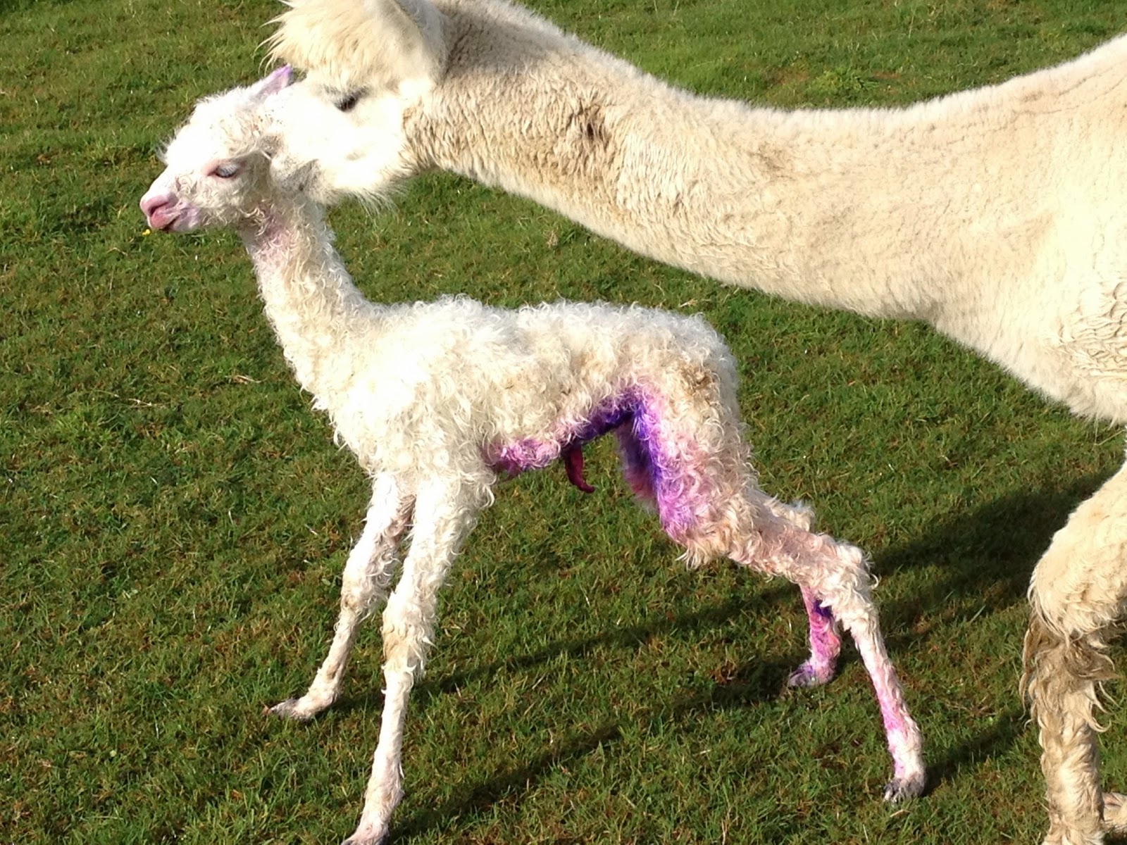 Zanzibah Alpacas...where the future is Fine 'n' Fancy