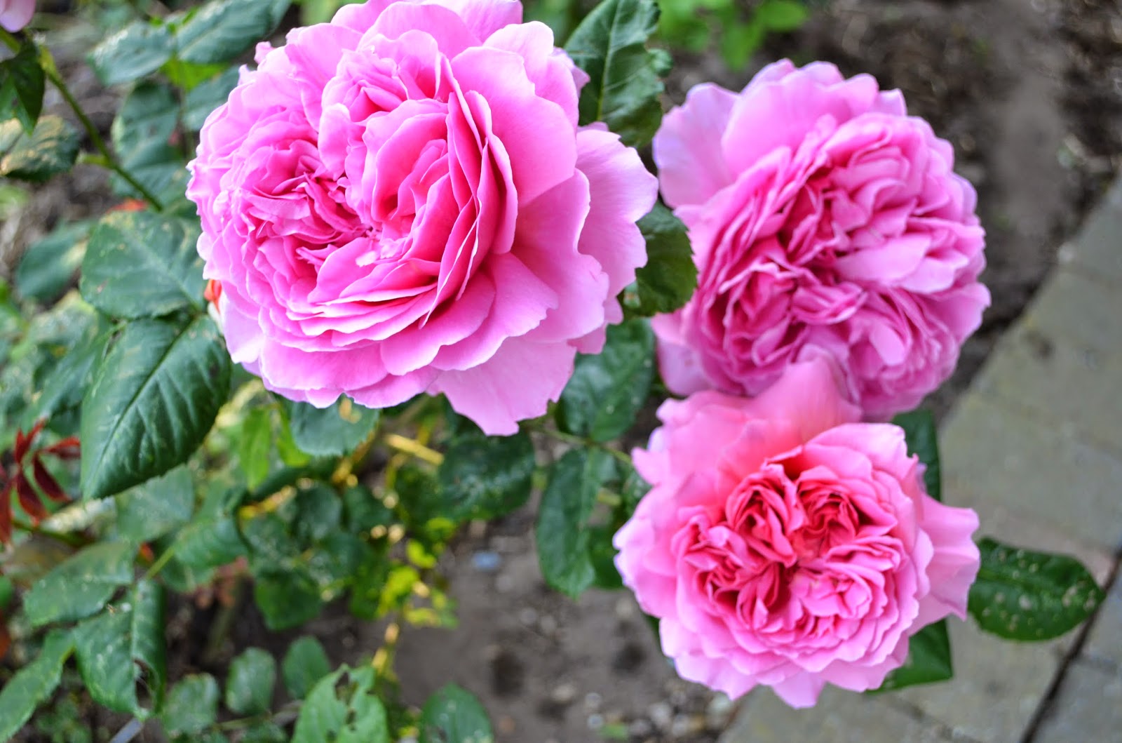 Bonderosen: Engelske roser