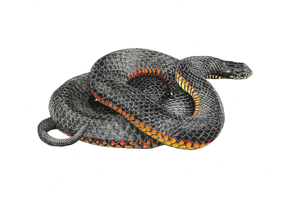 Madison Mayfield - Red-bellied Black Snake (Pseudechis porphyriacus)