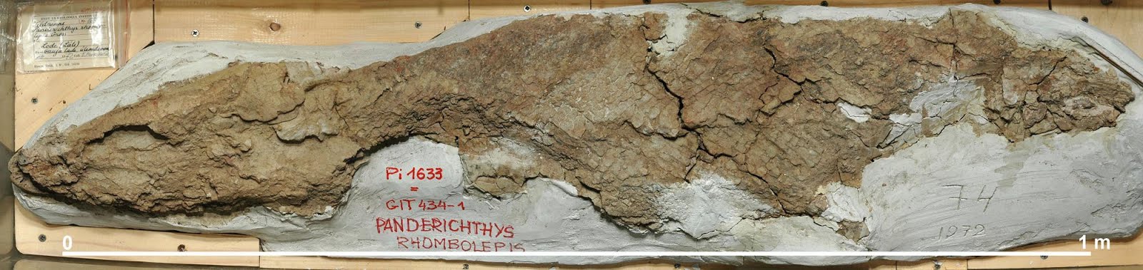 Blog de la Vida Prehistórica: Panderichthys