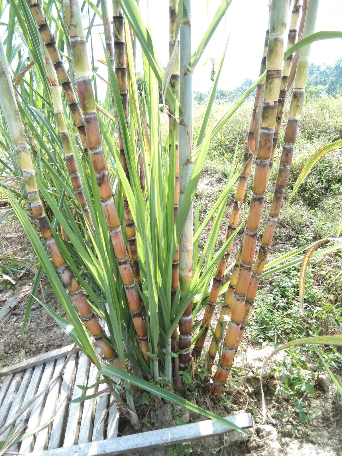 Filosofi dari Sebatang Tebu