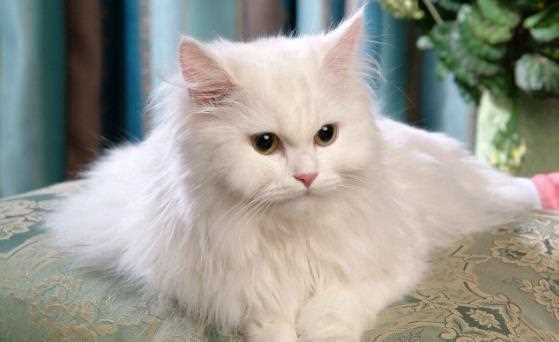 Ciri dan Sifat Kucing Persia - KuPersia