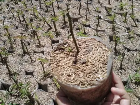 Cara Unik Menanam Bunga Mawar dengan Stek Batang - Rumah Petani