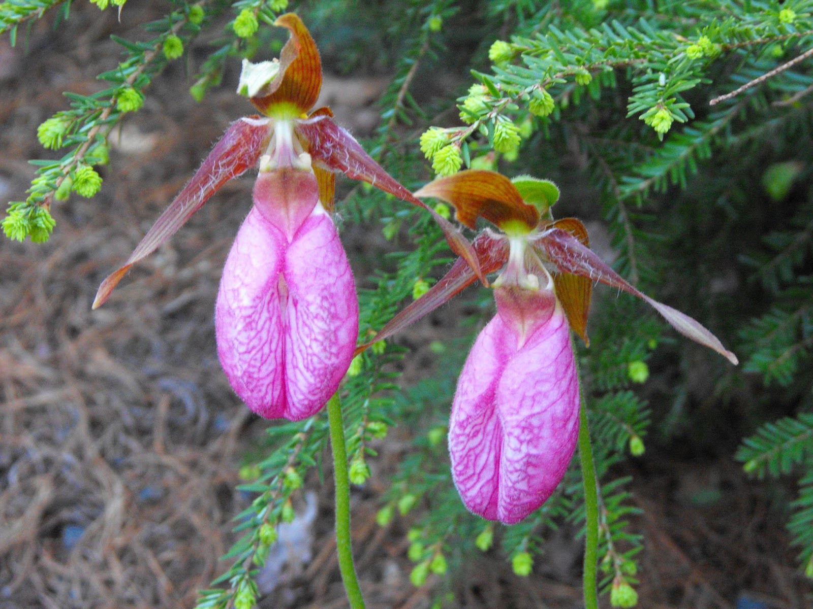 northernbliss: TESTICLE PLANTS