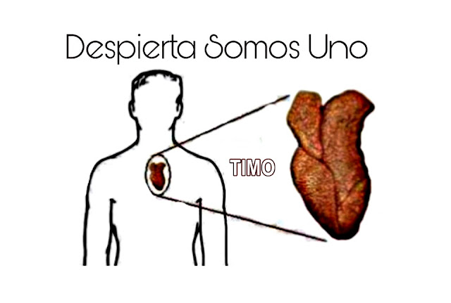 Estimula el timo y eleva tu energía vital | LUZ PLENA