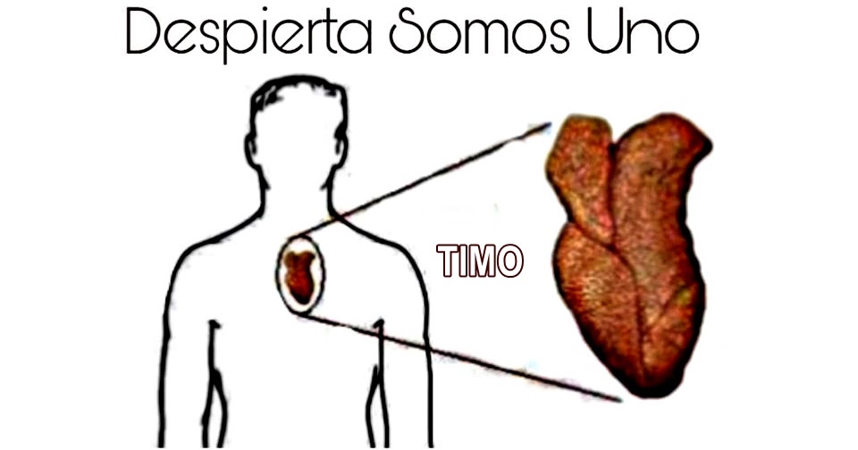 Estimula el timo y eleva tu energía vital | LUZ PLENA