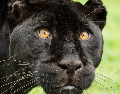 Pantera (Panthera pardus, Panthera onca) - Zoopedia