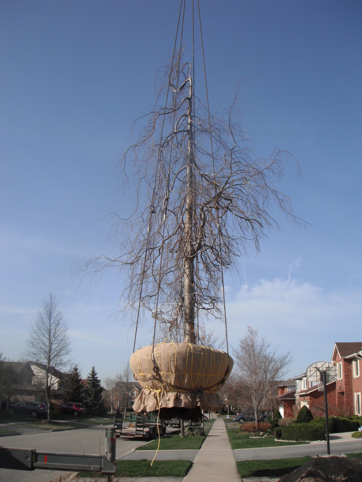 Tree Transplanting – It is time to move… | Large Trees – Tight Spaces