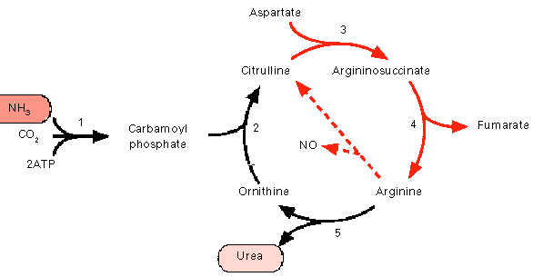 MCQ on Animal Physiology - Excretion