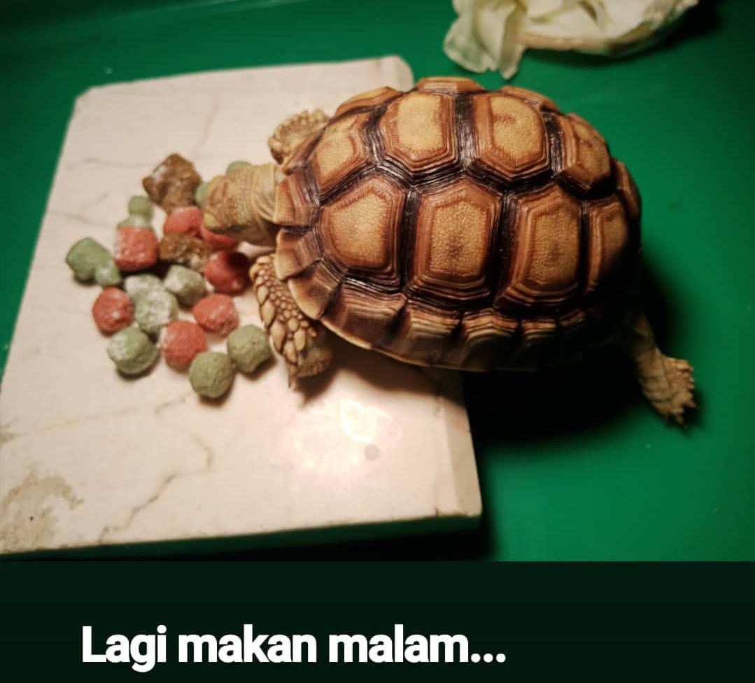 Kura-Kura Sulcata dan Cara Memeliharanya Sebagai Pemula | Grandysofia ...