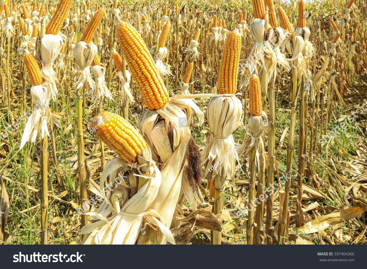 Living with Nature - School on Blog by Dr. Abercio V. Rotor: February 2018