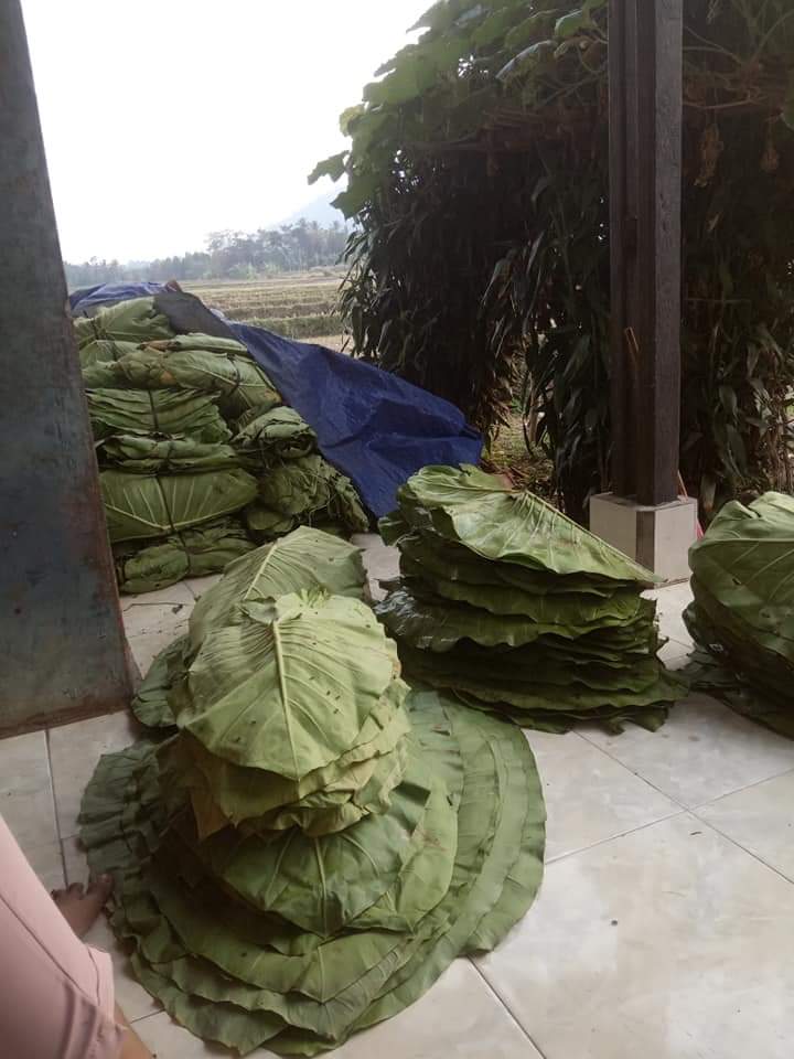 Bibit Tanaman Talas/Lompong Beneng