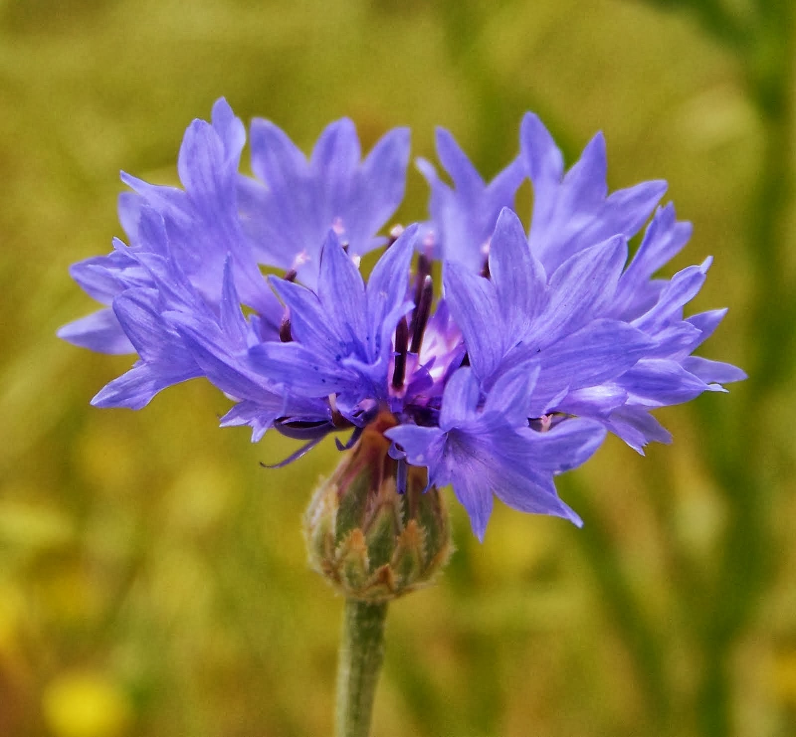 Flower Homes: Centaurea Cyanus Flowers