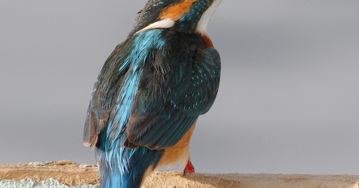 Another Bird Blog: Home Birding