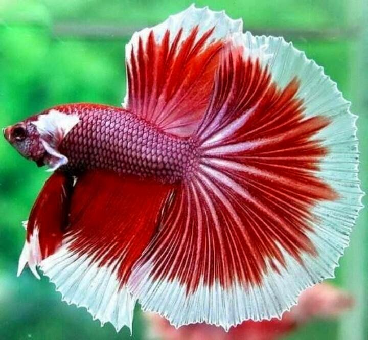 My Pictures World: Beta fish collection