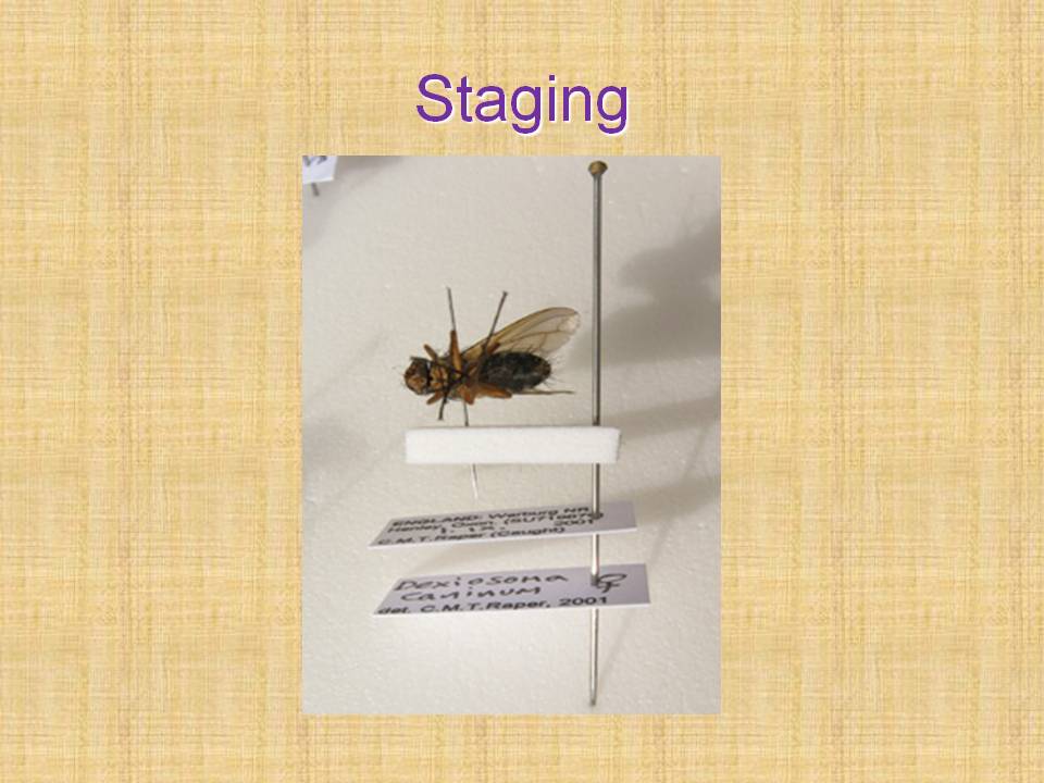 Collection and preservation of insects