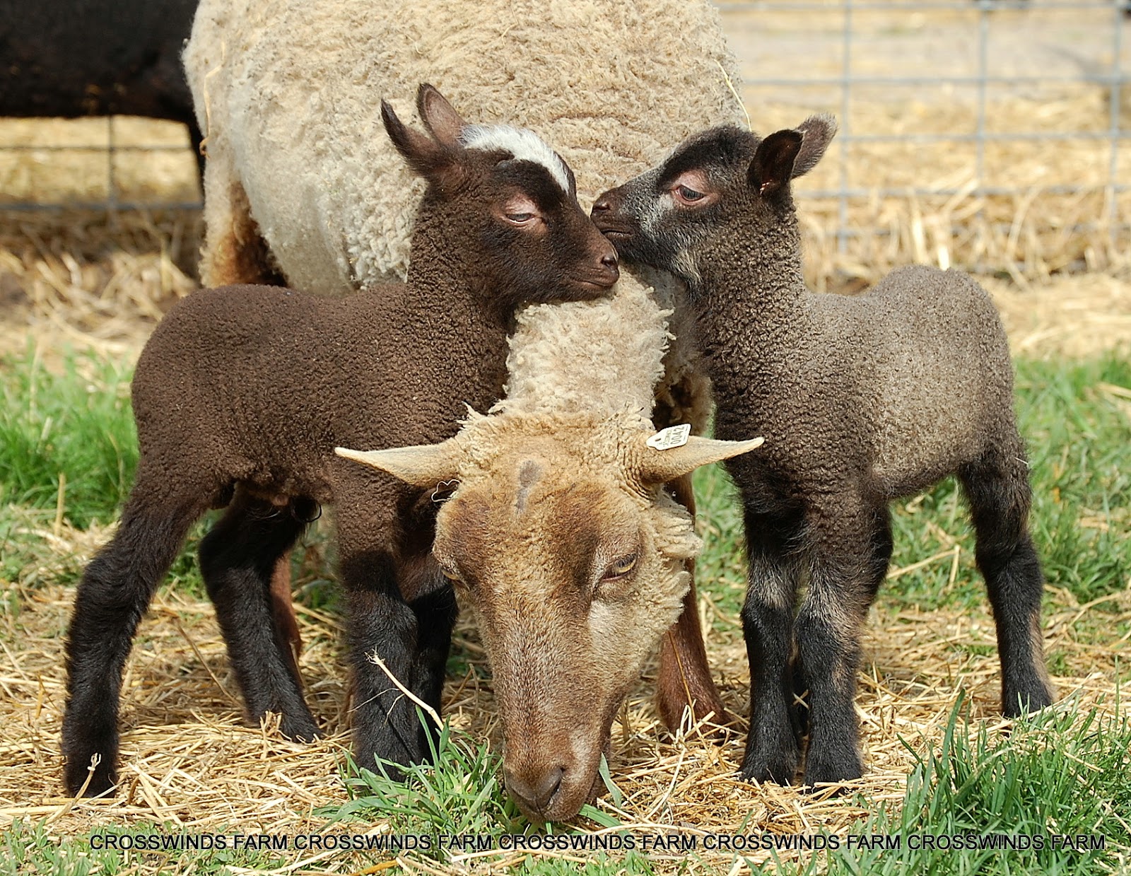 Crosswinds Farm: Gratuitous lamb photos