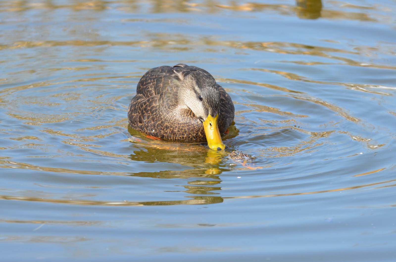 Urban Wildlife Guide: Duck Romance