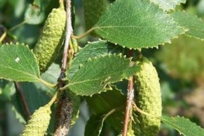 Ljekovita biljka – Breza – Biljna Ljekarna