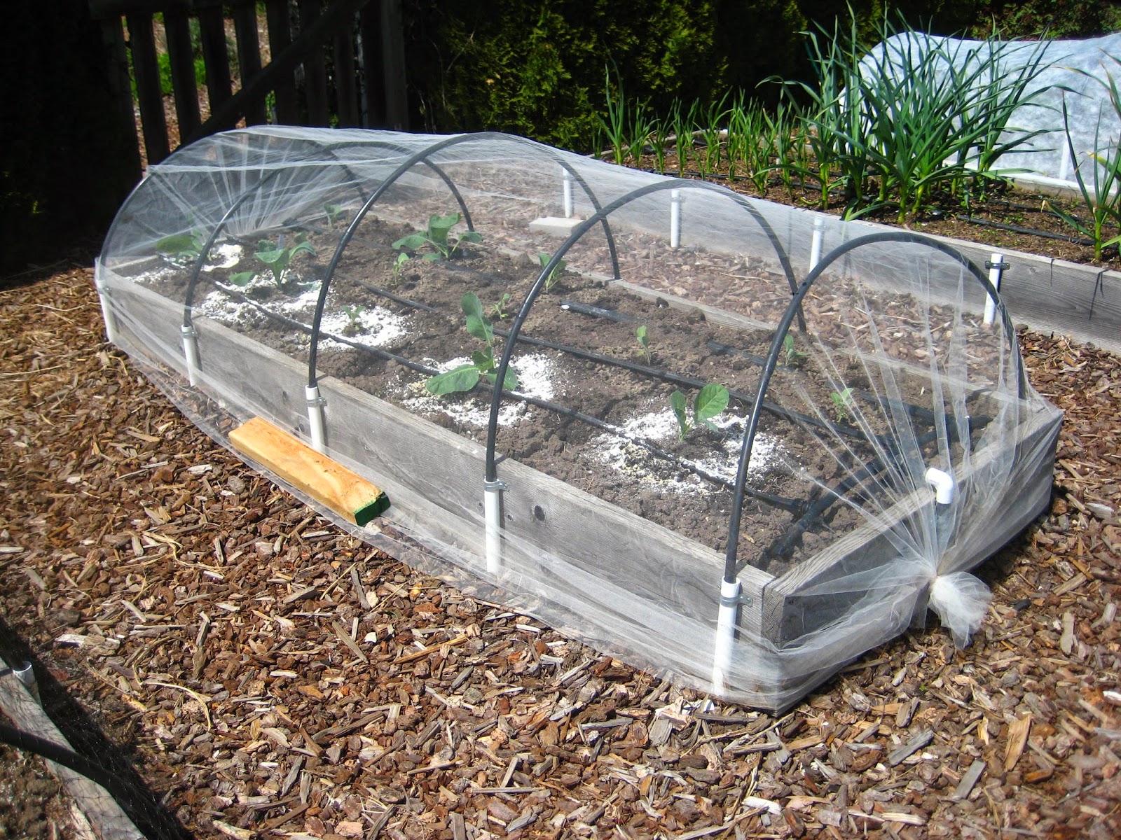 Susan's In the Garden: Planting cabbage seedlings