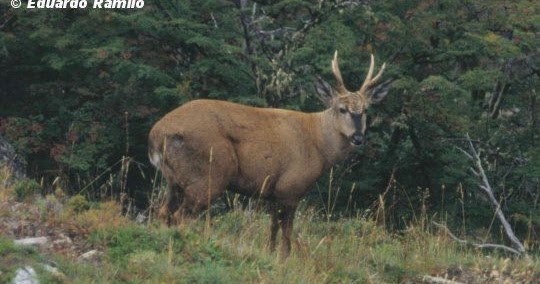 Argentina nativa: Huemul (Hippocamelus bisulcus)