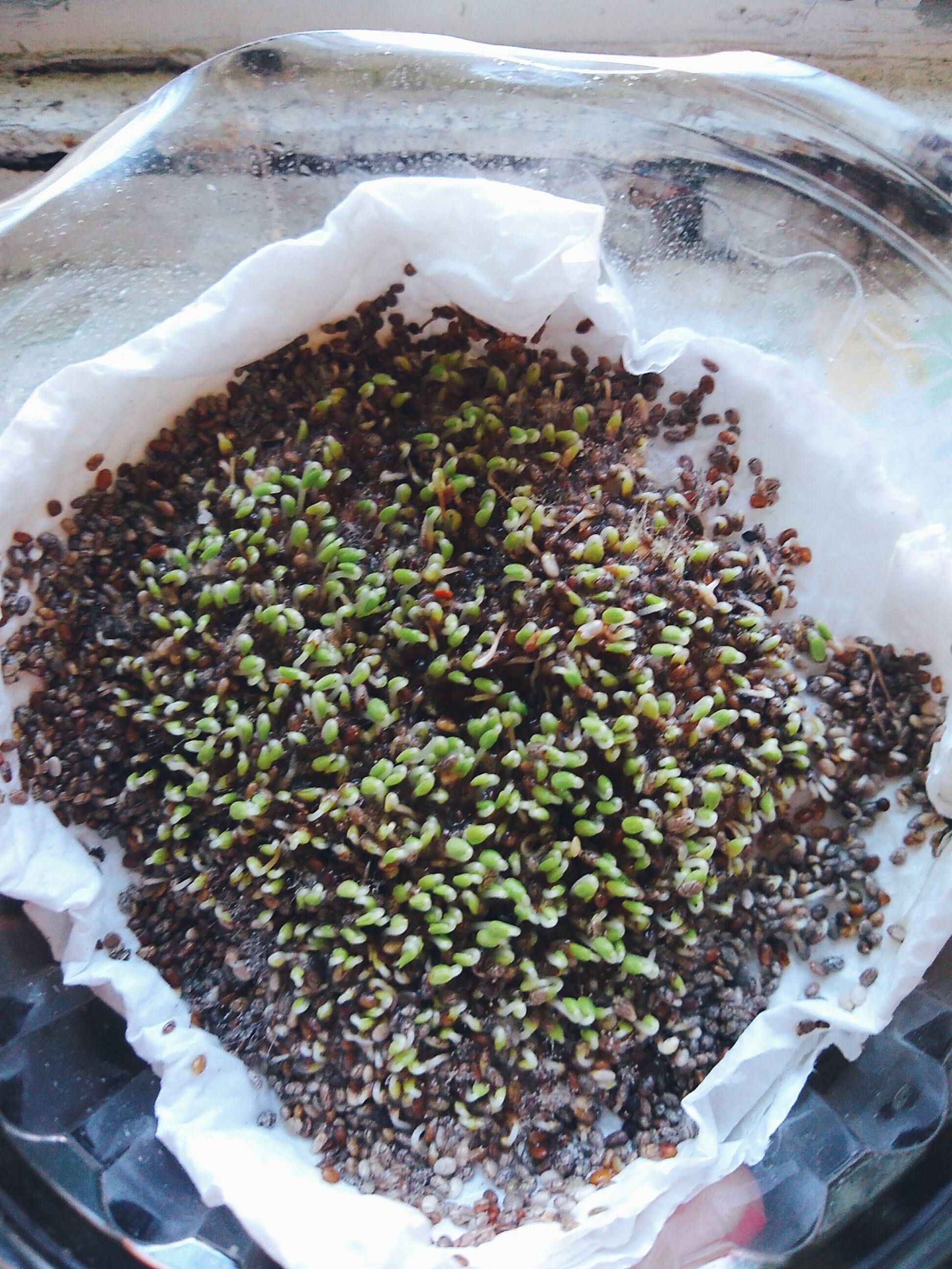 Brote o germinado de Semillas de chia