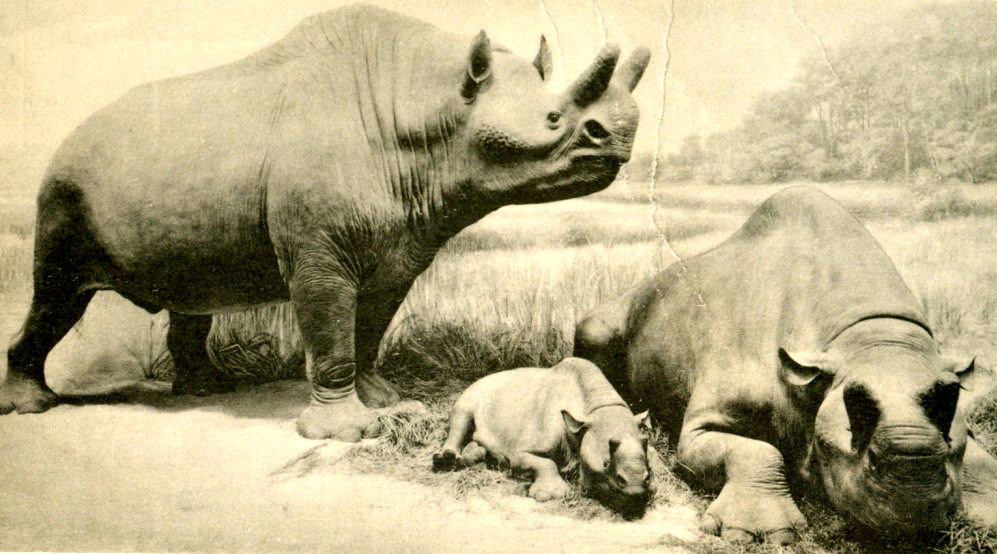 Toxodon - JungleKey.fr Image #400