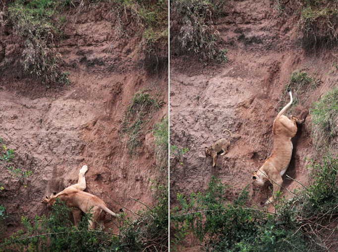 Wildlife photographer captures lion rescuing helpless cub from falling ...