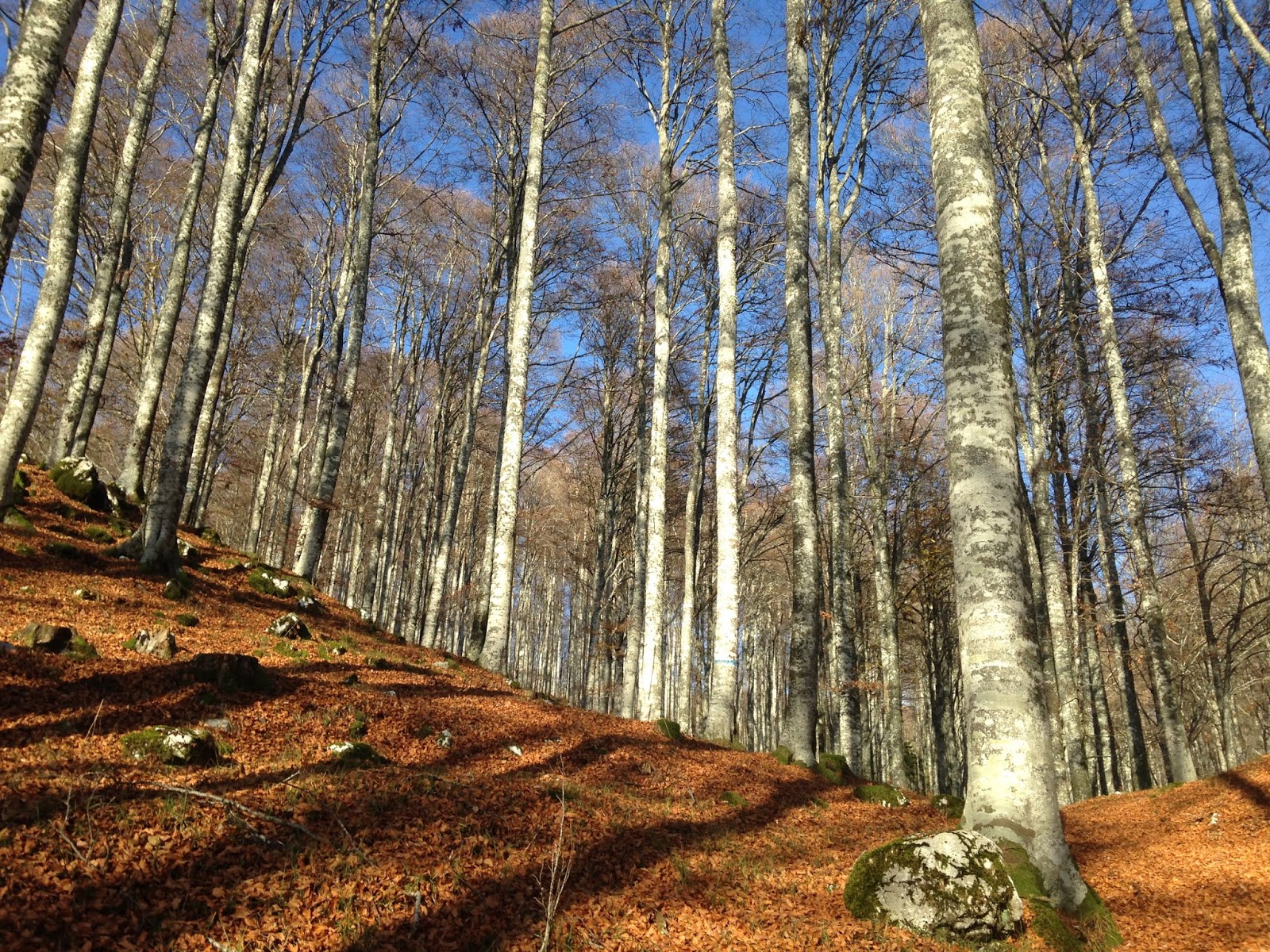 ITINERARI NEL VENETO: I colori autunnali del faggio in Cansiglio