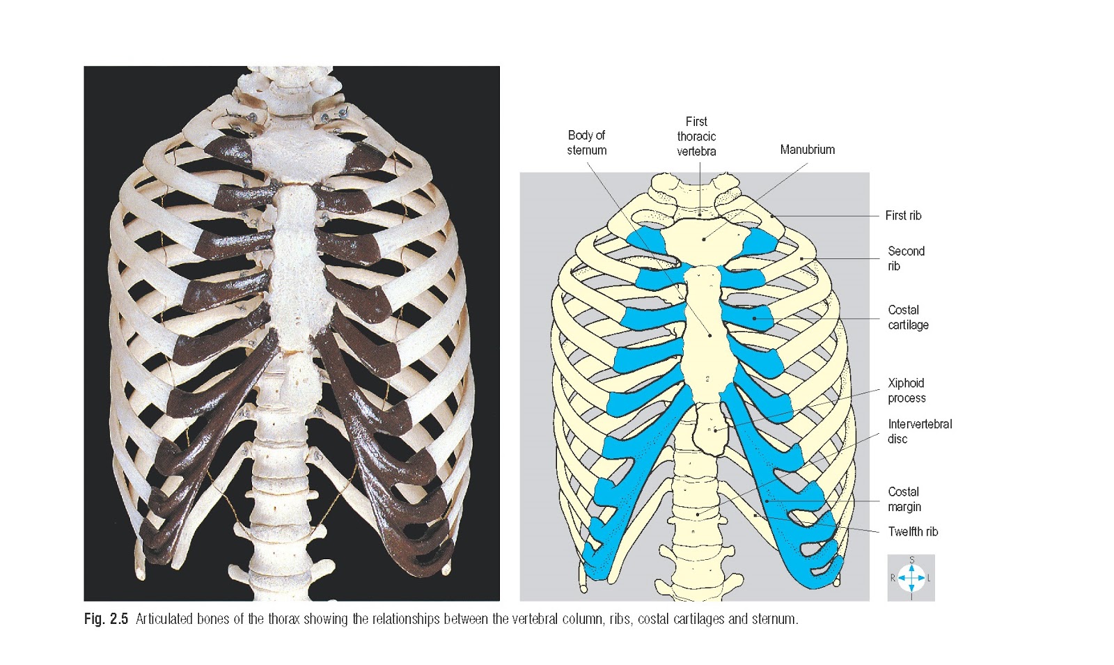 Skeleton of the Thorax Anatomy - pediagenosis