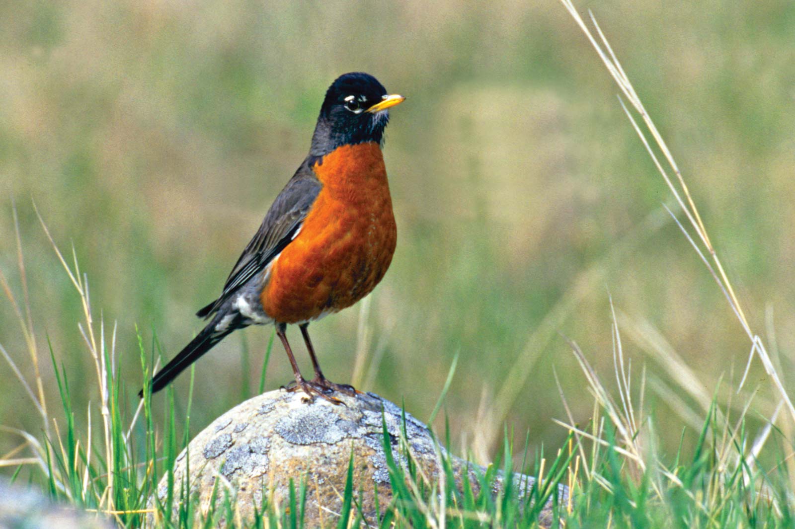Yorkshire Pudding: Robins