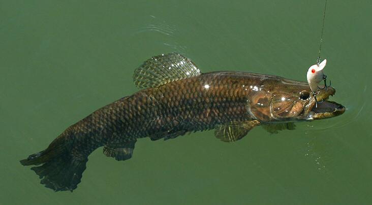 Pesca Brasileira : PEIXES TÍPICOS DO RIO ARAGUAIA