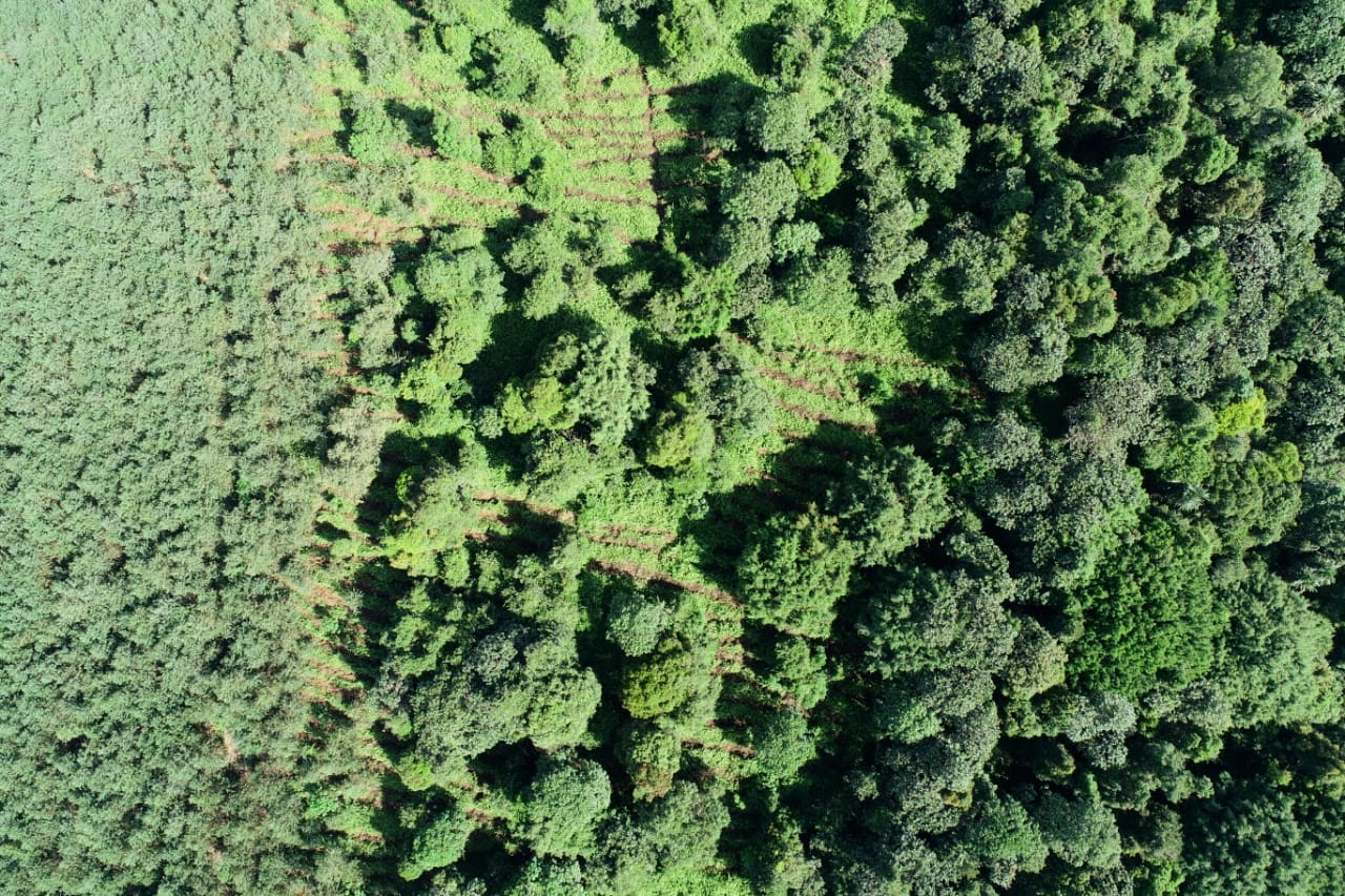 Forest Restoration EN: 2021