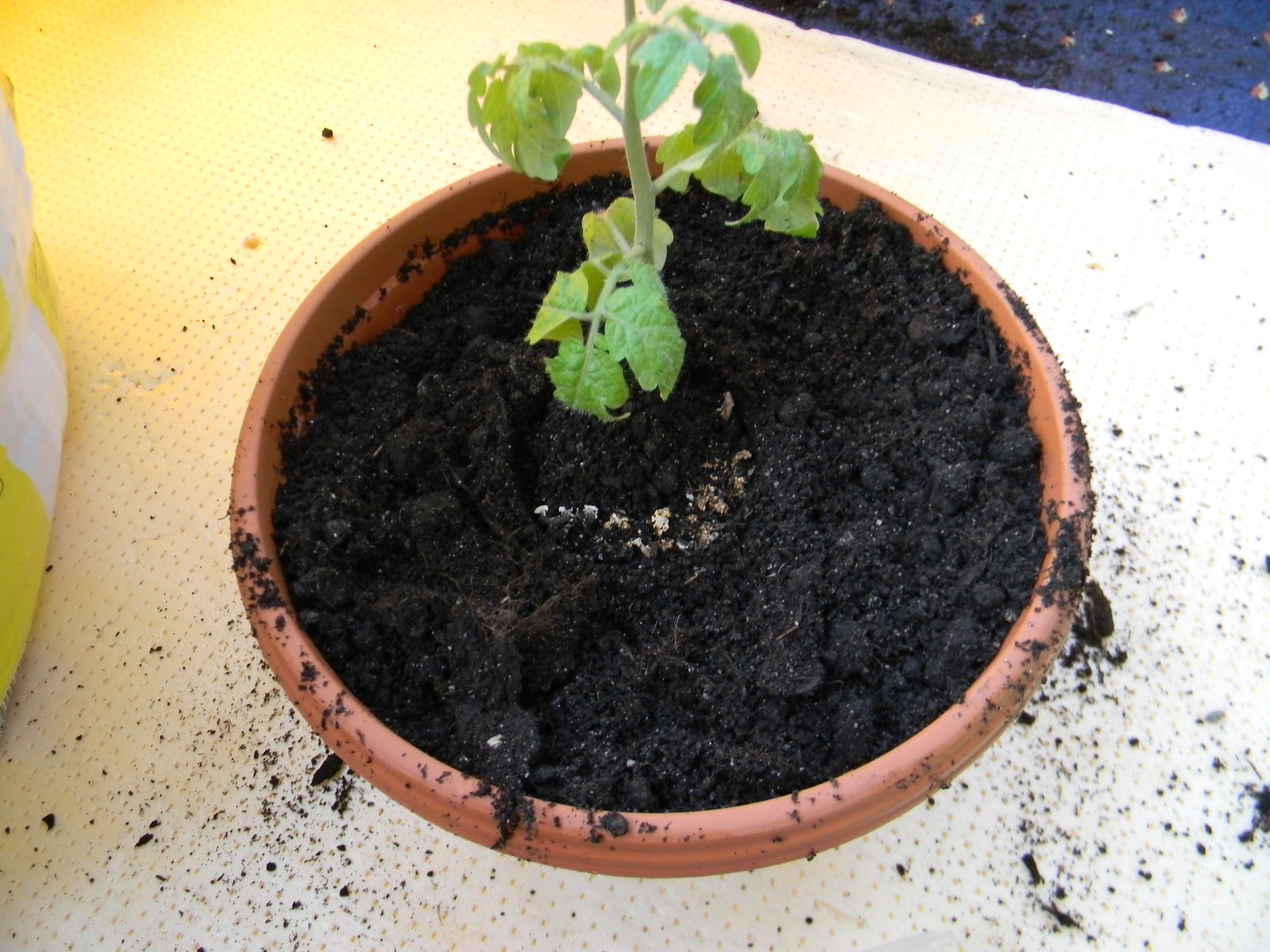 Gradina de pe balcon: Rosii in Ghiveci, evident pe balcon