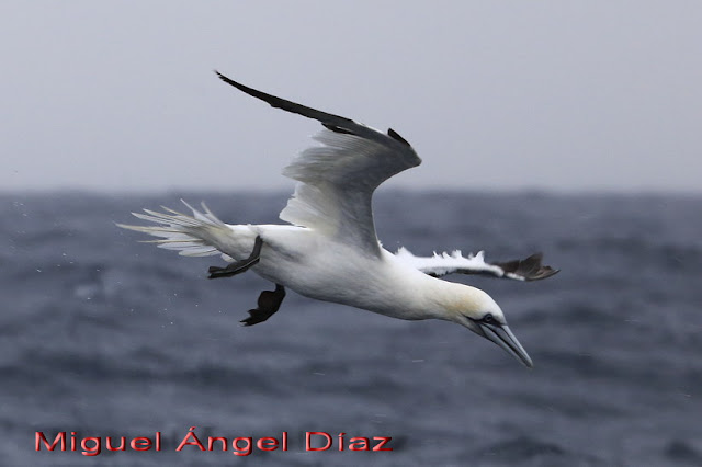 Cuaderno de Campo: Alcatraz común (Morus bassanus)