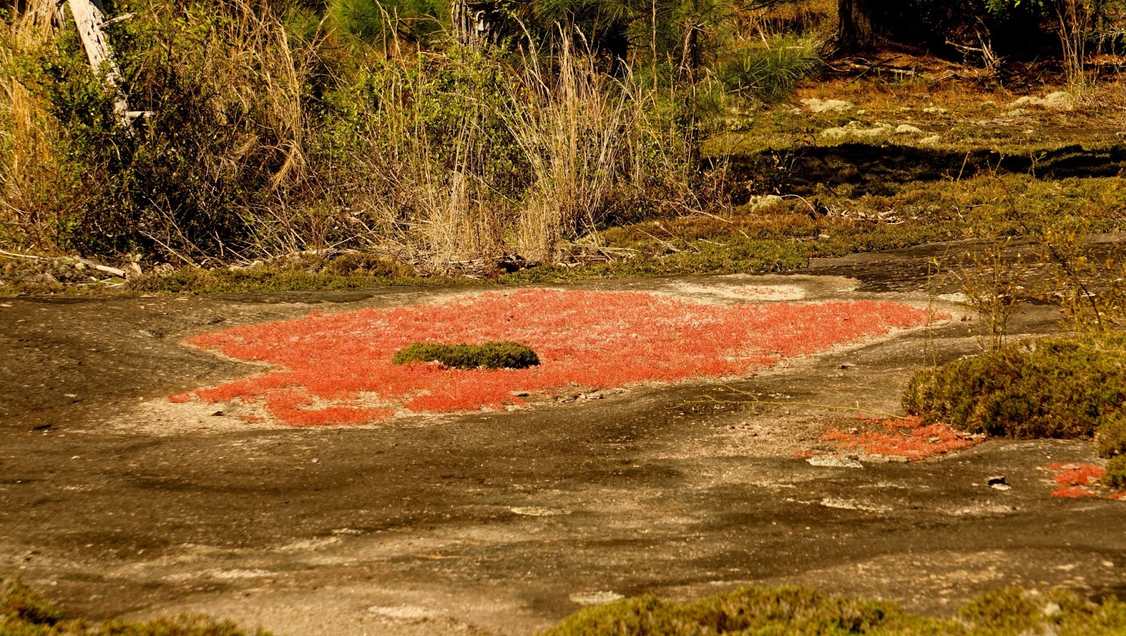 Butterstone : Heggie's Rock