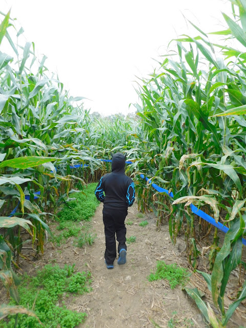 100 Days of Science-- #5 Corn Maze Field Trip