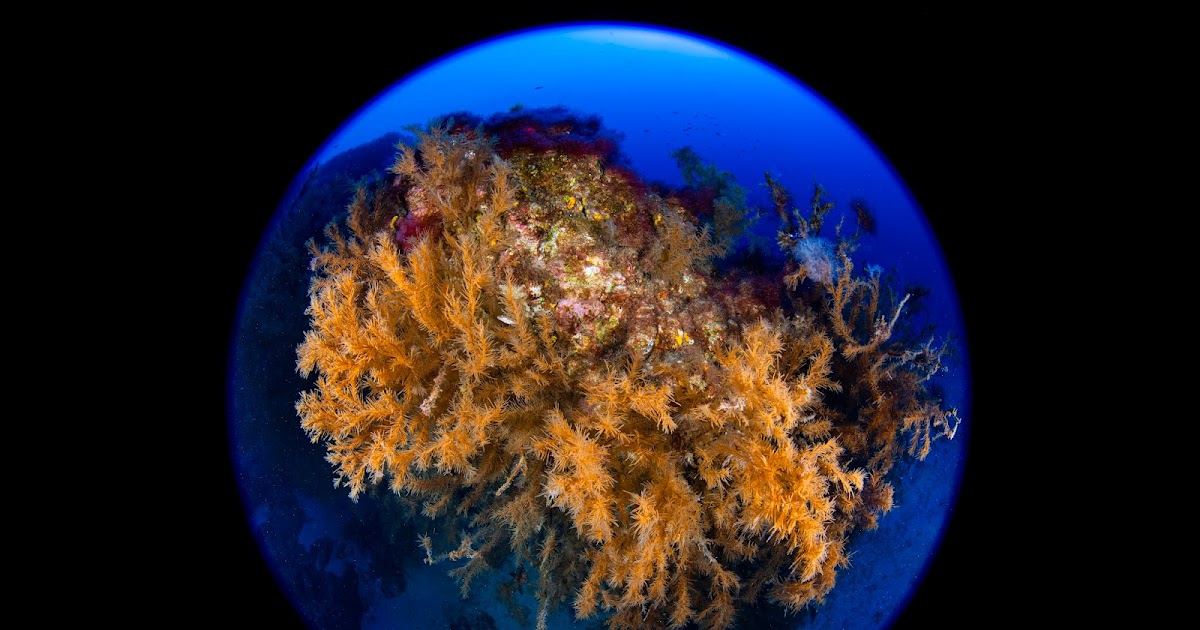 Check the Sea. Web de buceo y fotografía submarina de las Islas ...